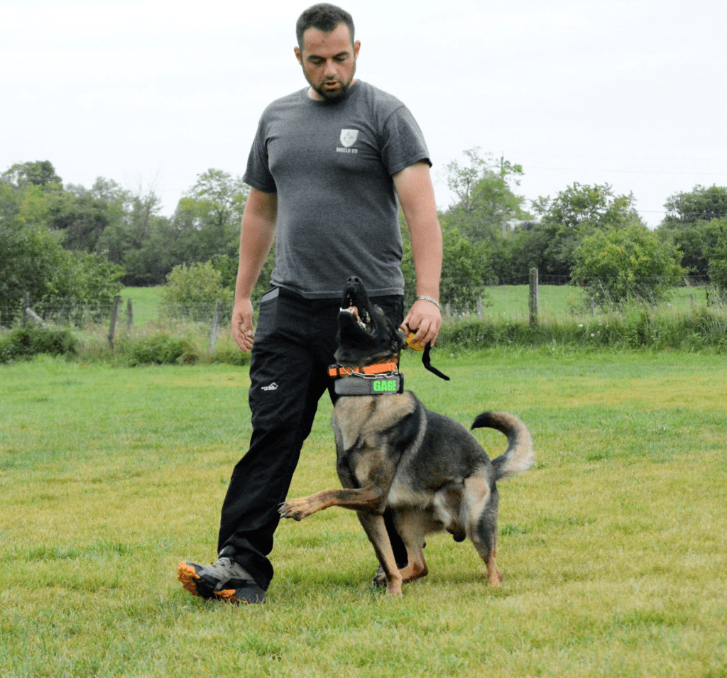About Us - SHIELD K9 DOG TRAINING